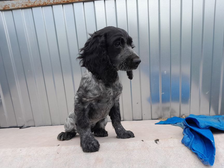 Русский охотничий спаниель