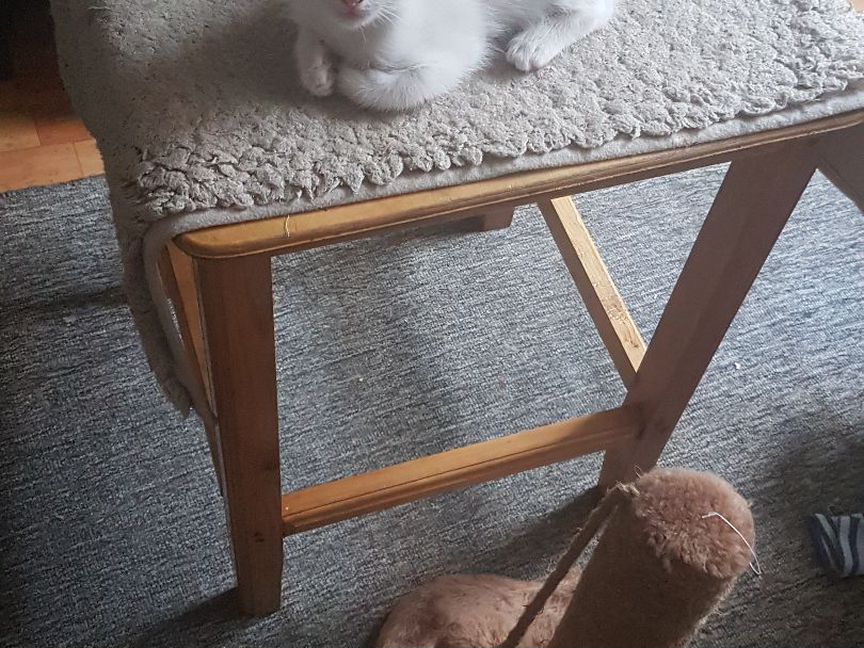 Котенок 1.5 месяца