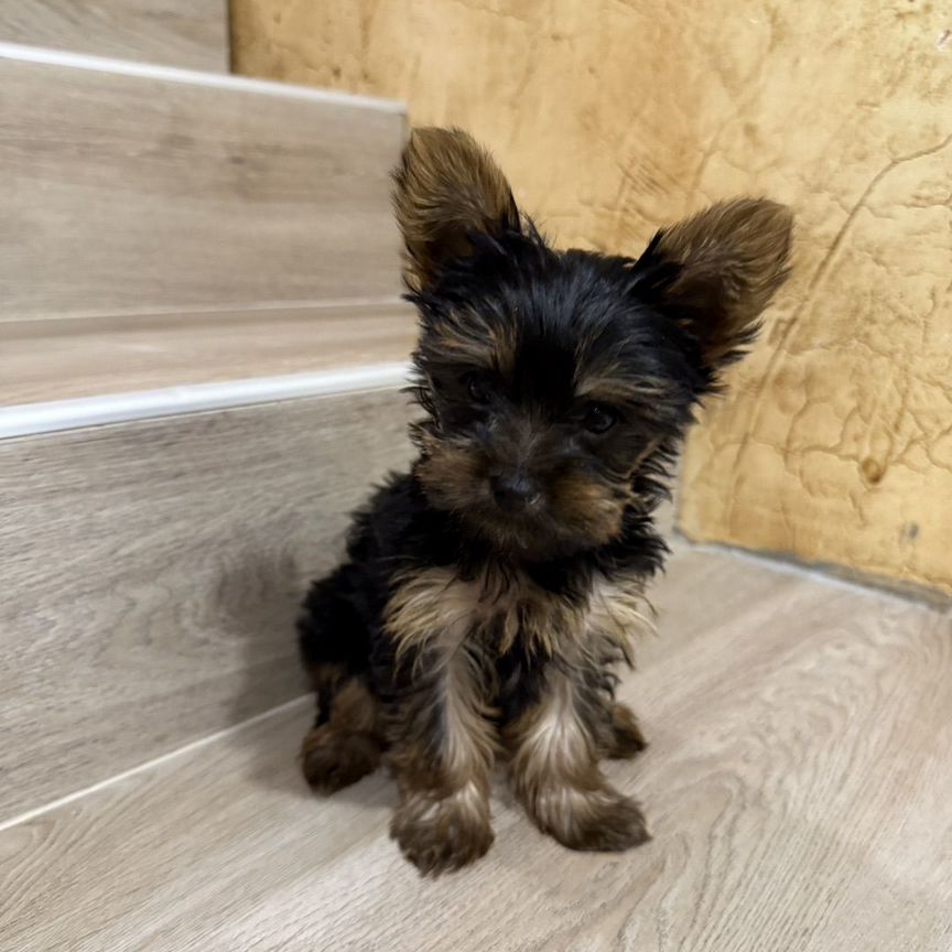 Йоркширский терьер мини