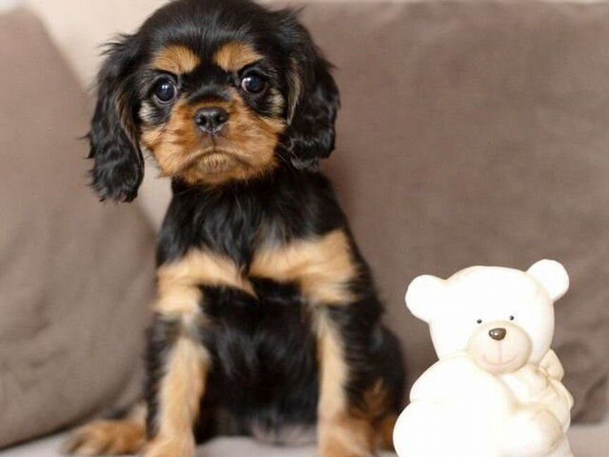 Девочка Кавалер Кинг Чарльз спаниель