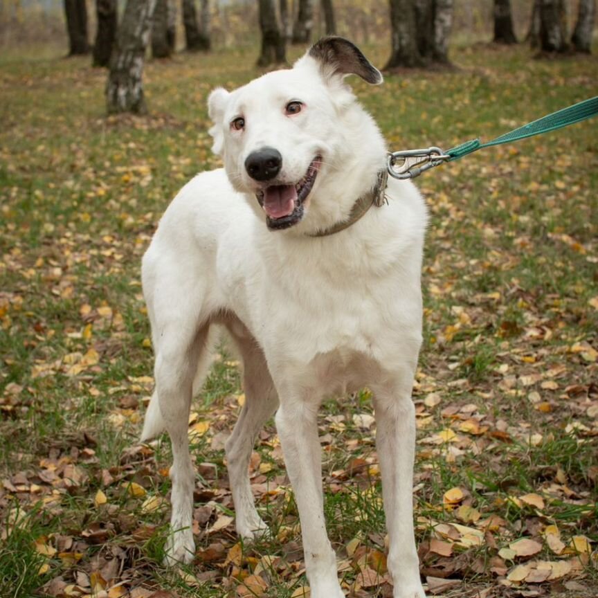 Ищем хозяина нежному Кокосику