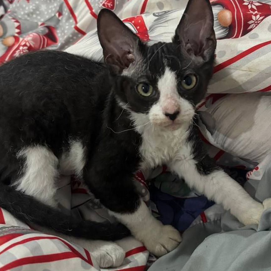 Канадский сфинкс котёнок