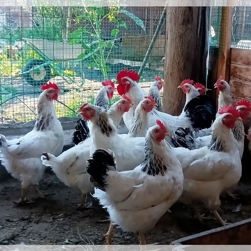 Продам кур Адлерское серебро