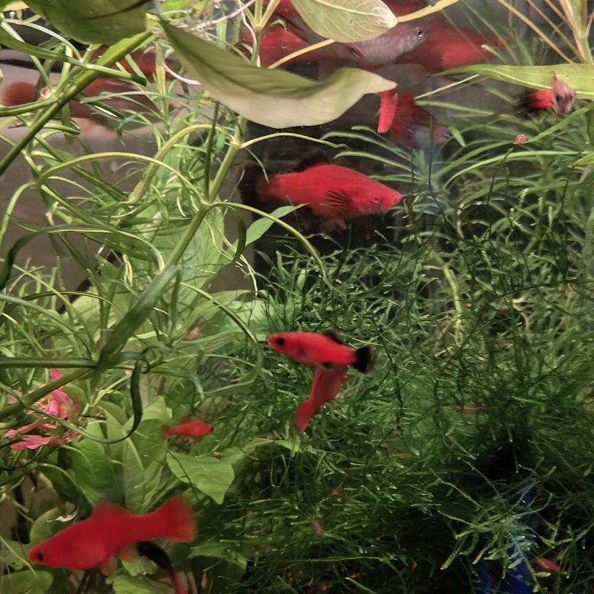 Аквариумные рыбки