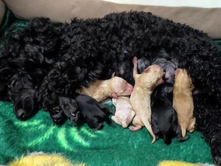 Щенки пуделя