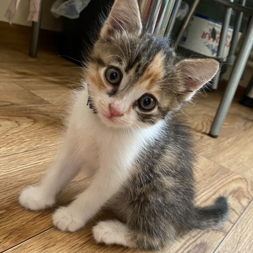 Котята в добрые руки 1 месяц