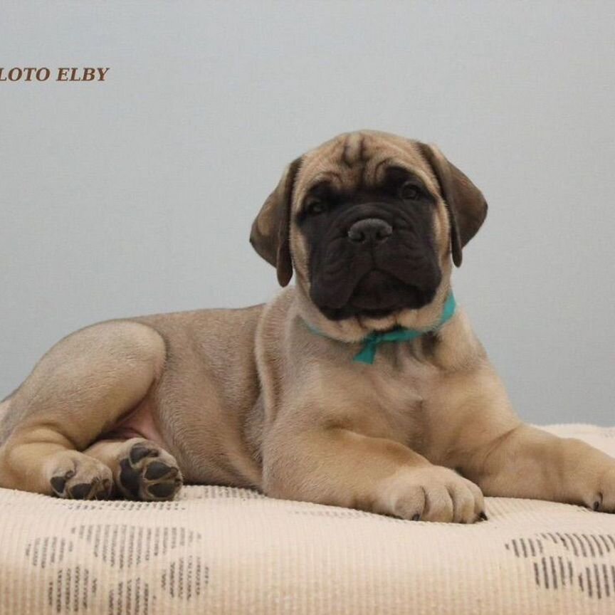 Бульмастиф крупный щенок