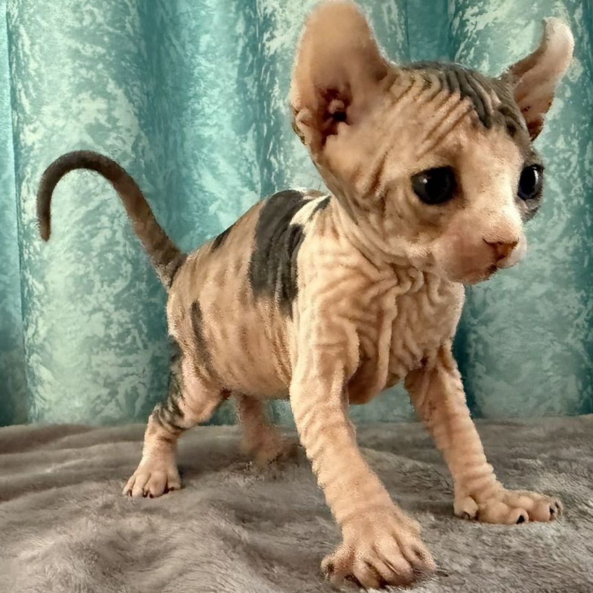 Канадский сфинкс котёнок