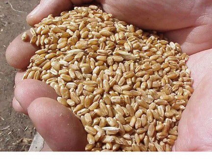 Пшеница. Зернофураж