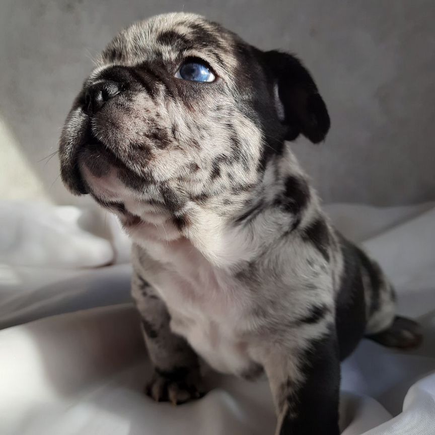 Французский бульдог, щенок