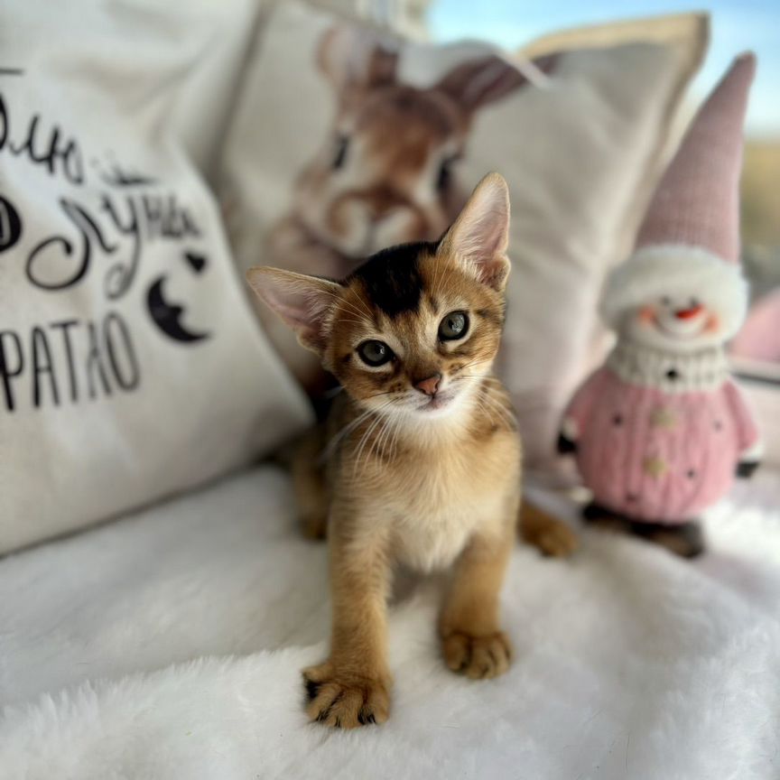 Абиссинские котята