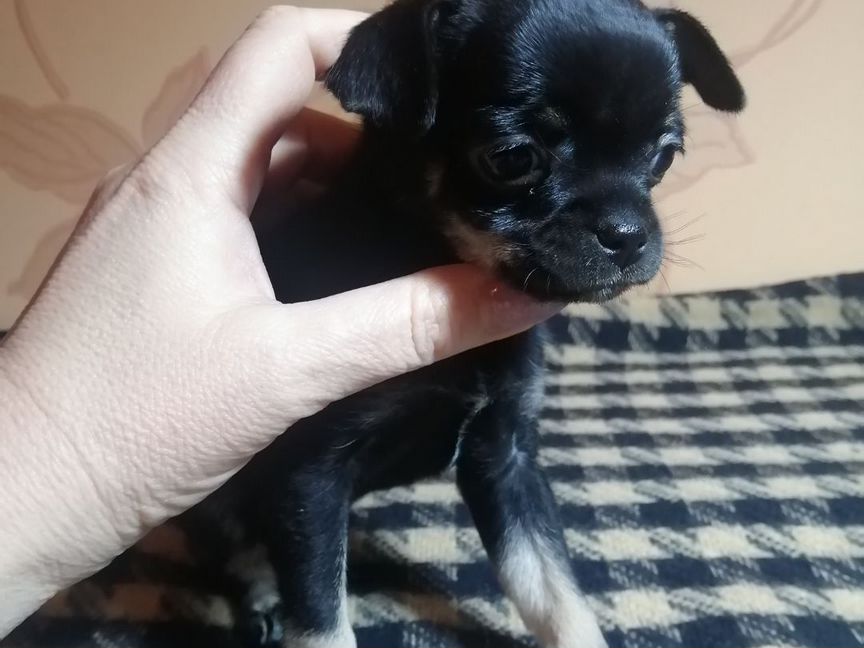 Собака