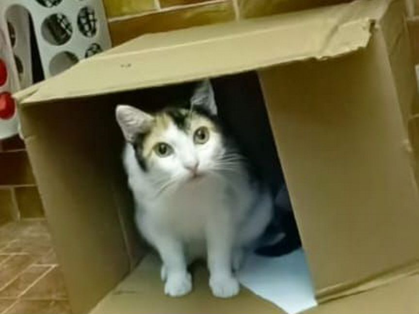 Молоденькой кошечке Кляксе ищем дом