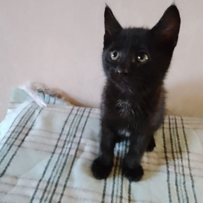 Котята в добрые руки даром бесплатно