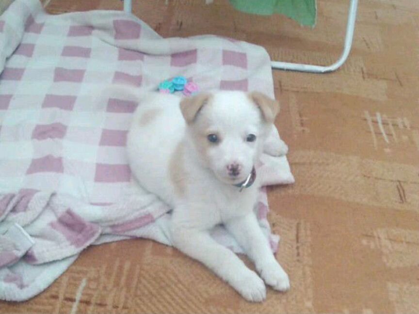 Собака в добрые руки щенок мальчик без породный