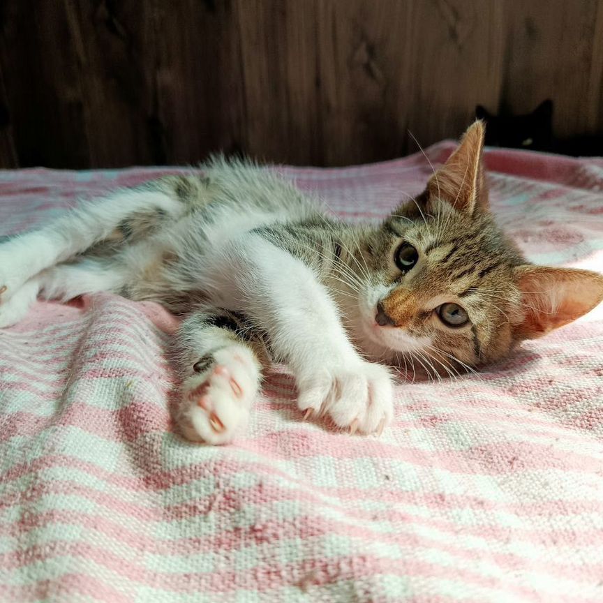 Котята в добрые руки