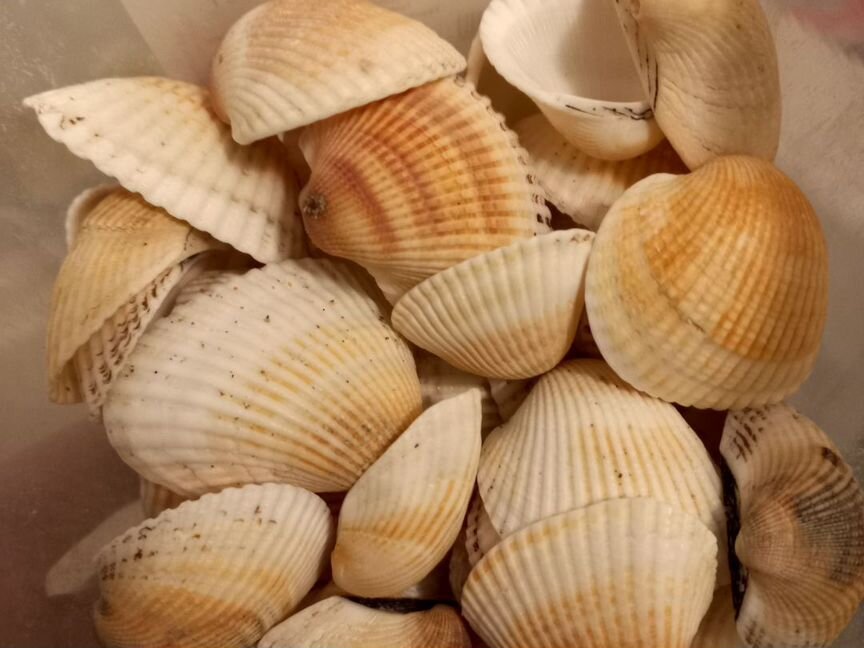 Ракушки оптом и в розницу
