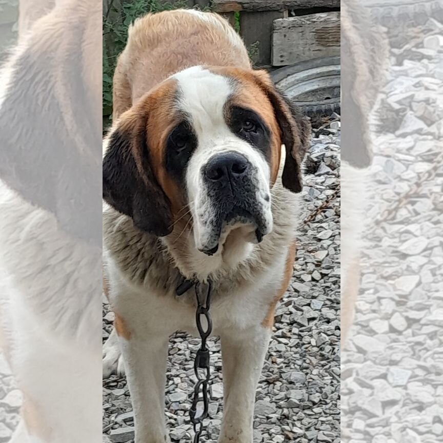 Сенбернар, взрослая собака