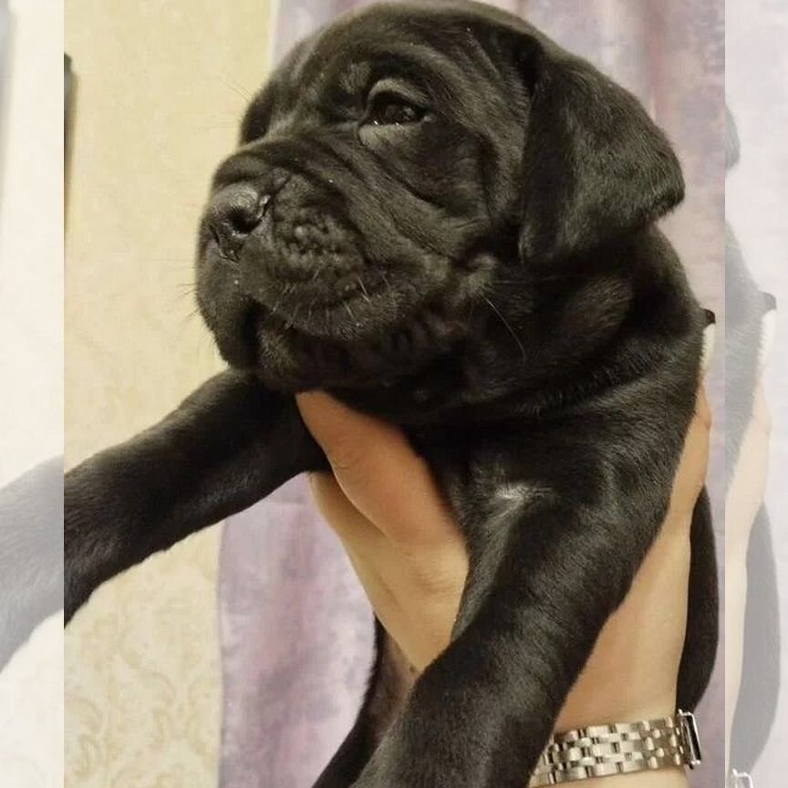 Кане-корсо, щенок