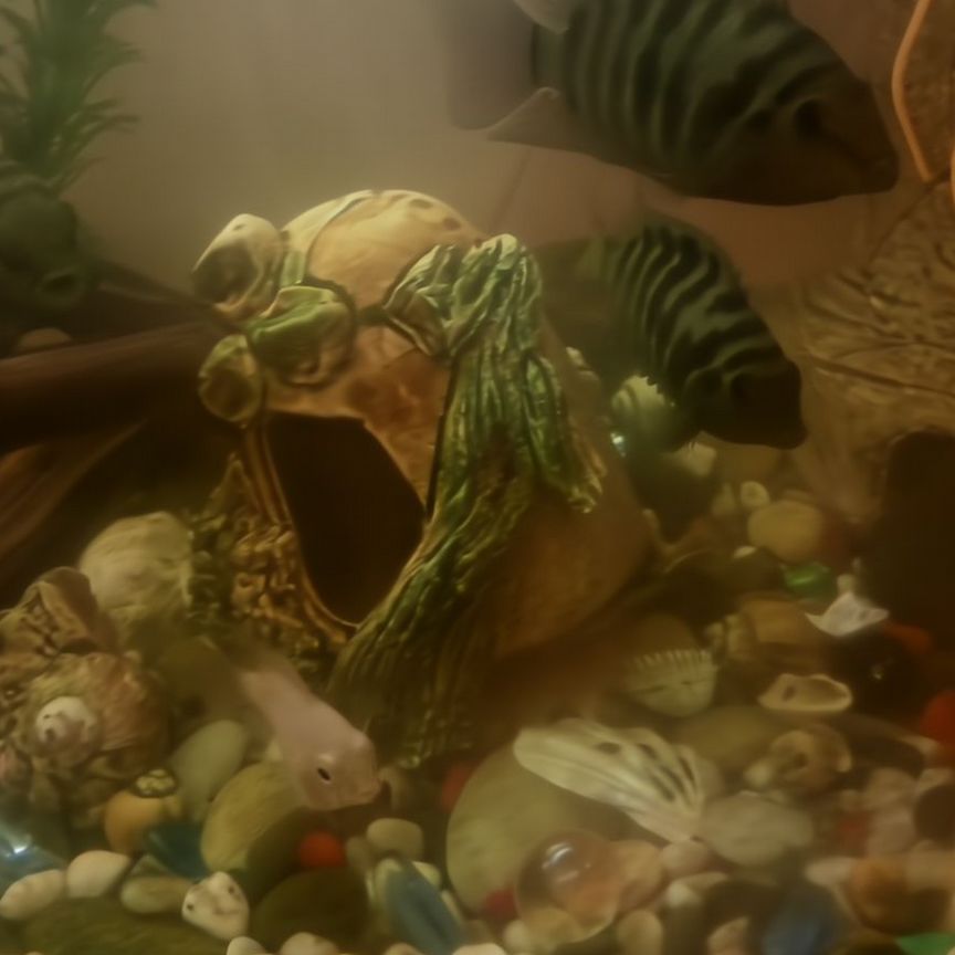 Цихлазома-зебра