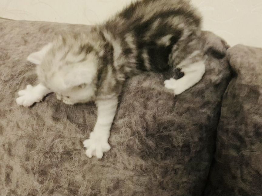 Британские котята