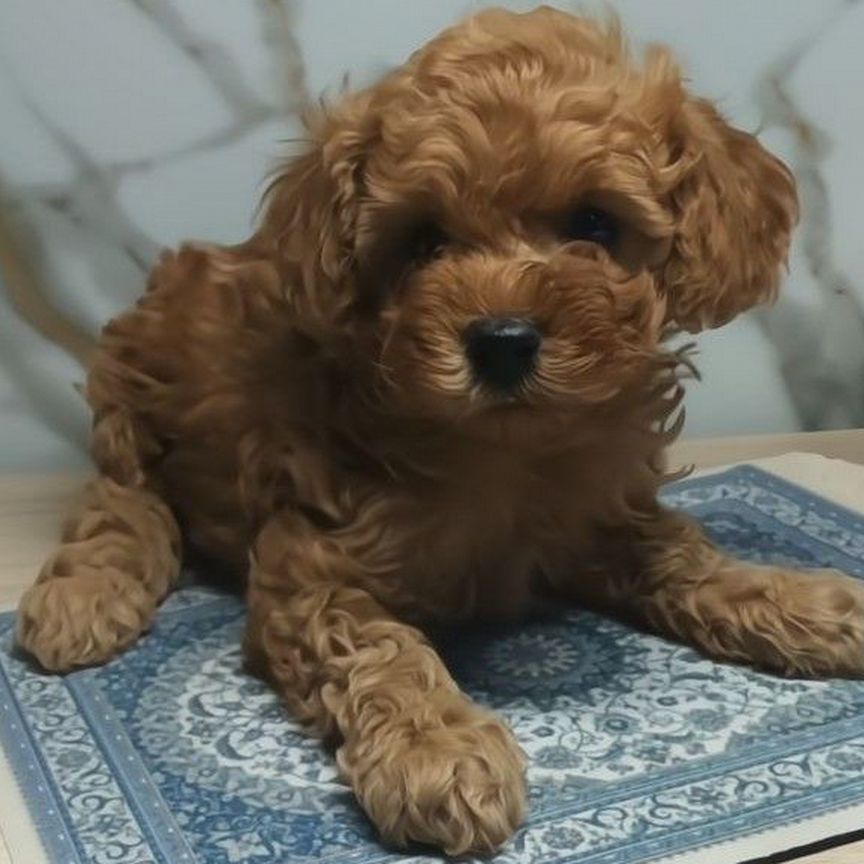 Той-пудель, щенок