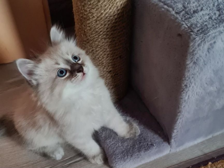Котята