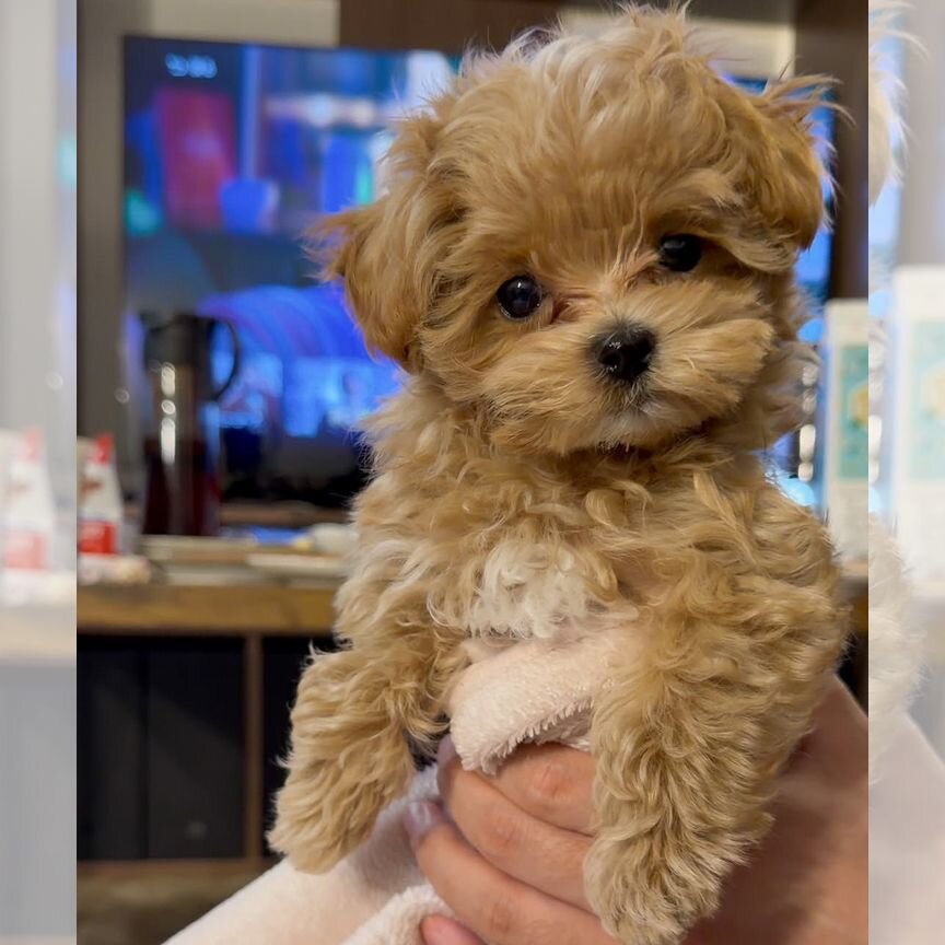 Мальтипу, щенок