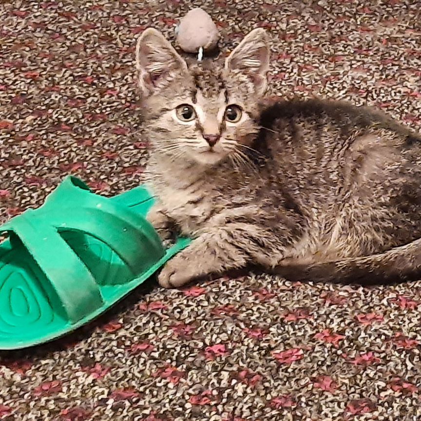 Маленький котенок с большими ушами