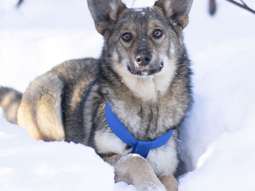 Щенок из приюта ищет дом