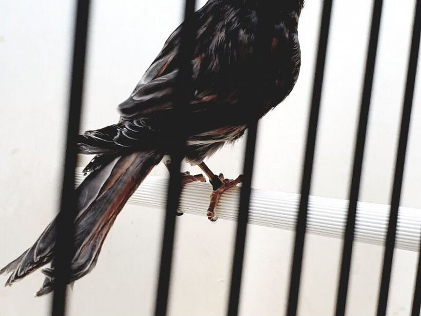 Канарейки Чёрный Оникс Красная Мозаикаа Ивори