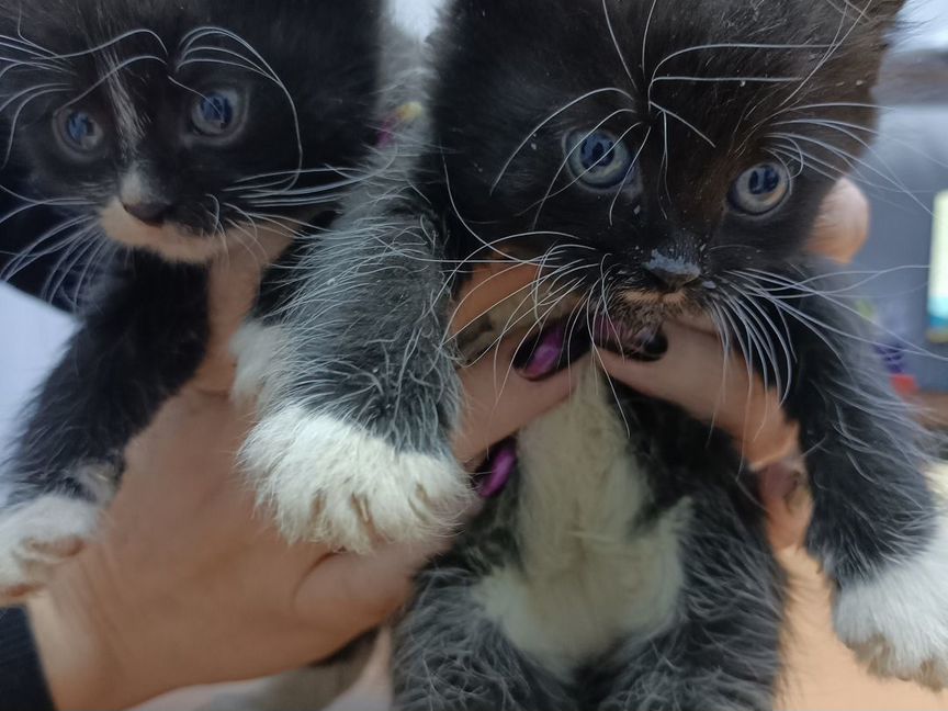 Котята отдам в добрые руки бесплатно