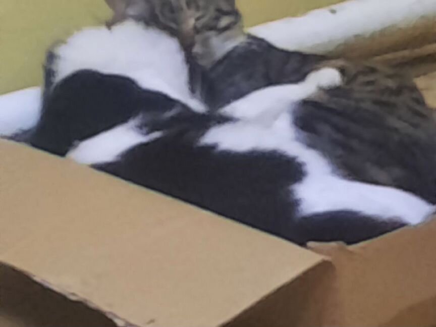 Котики бесплатно