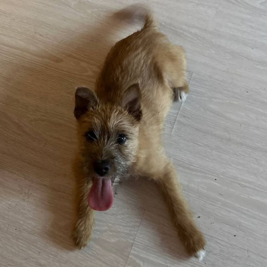 Щенок в добрые руки