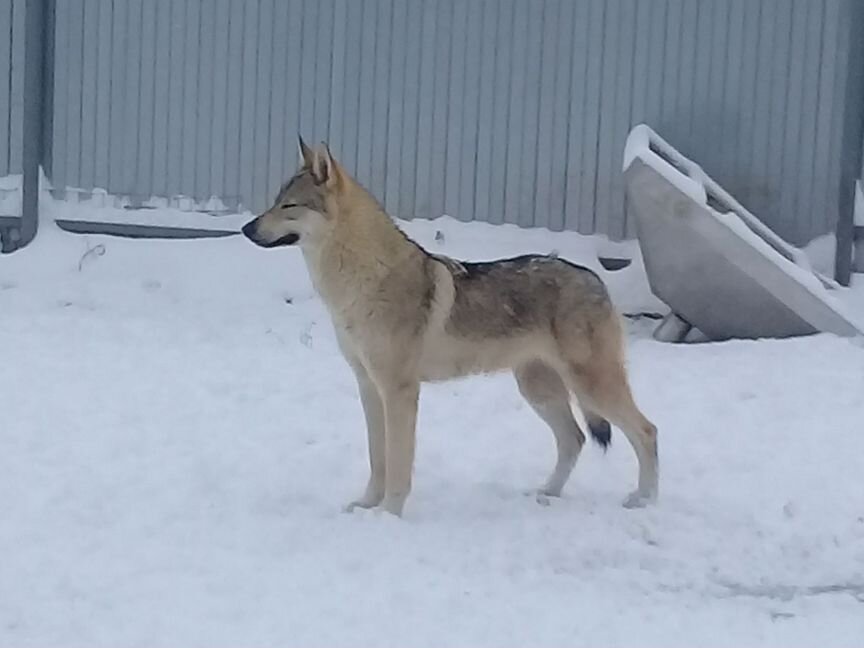 Чехословацкая волчья собака