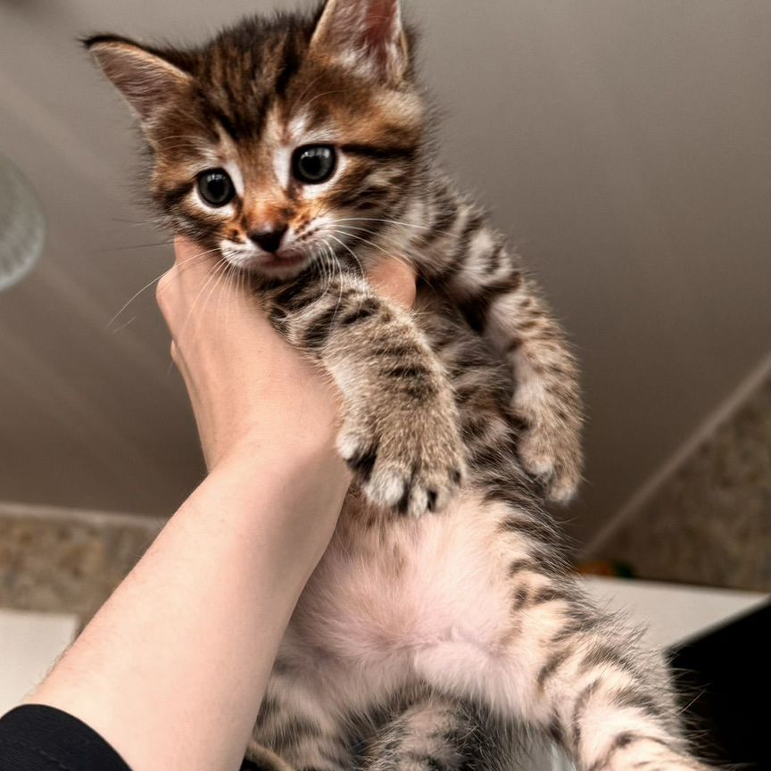 Котенок в добрые руки