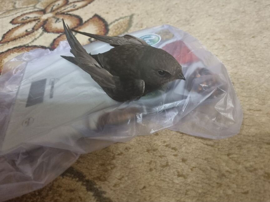 Отдам стрижа в добрые руки