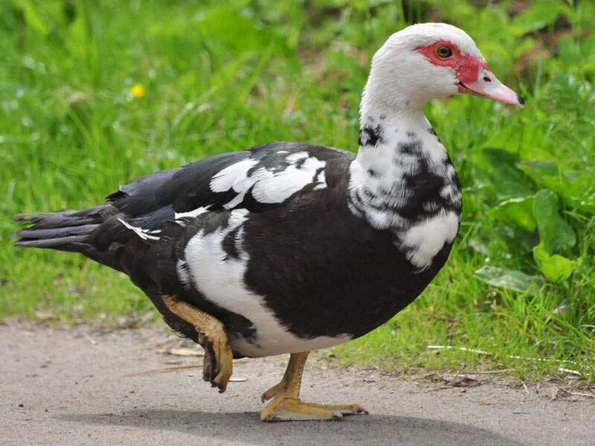 Продаются индоутки