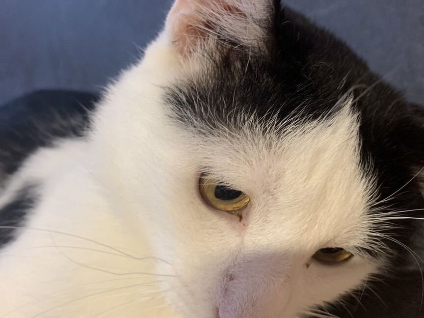 Не везет коту