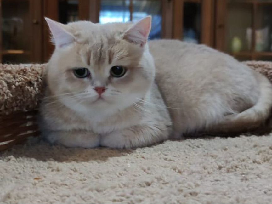 Голубая шиншилла кастрированная