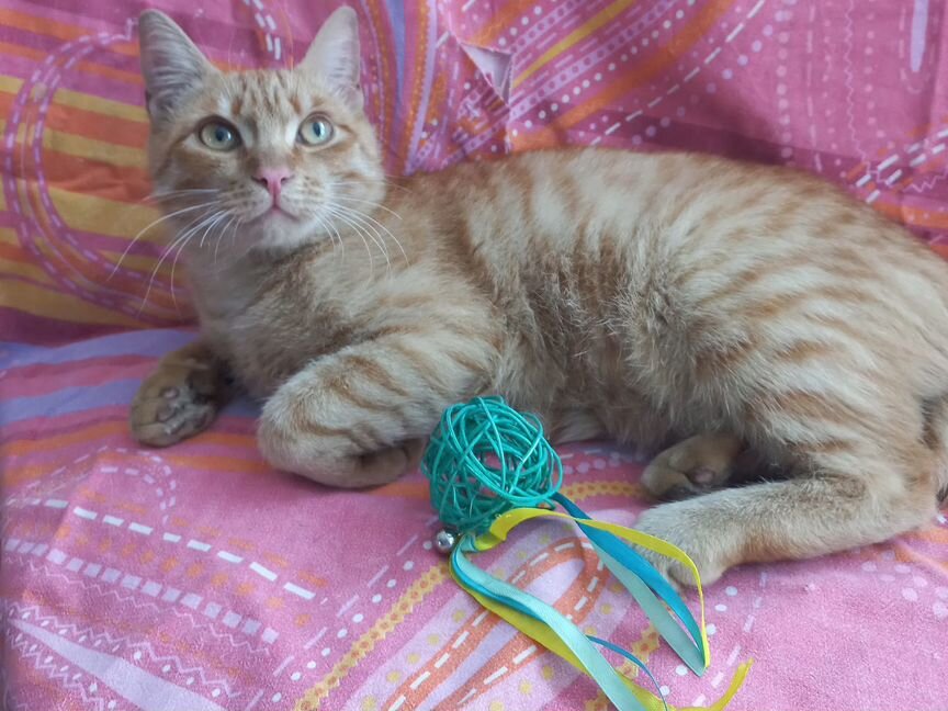 Котик кастрированный