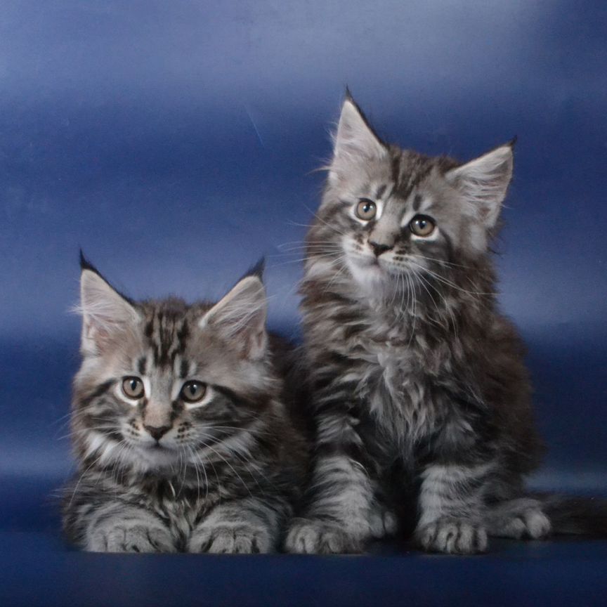 Мальчики близнецы)