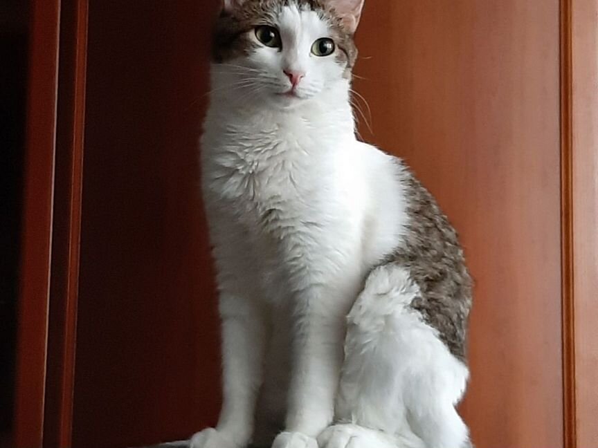 Кошечка серая с белым