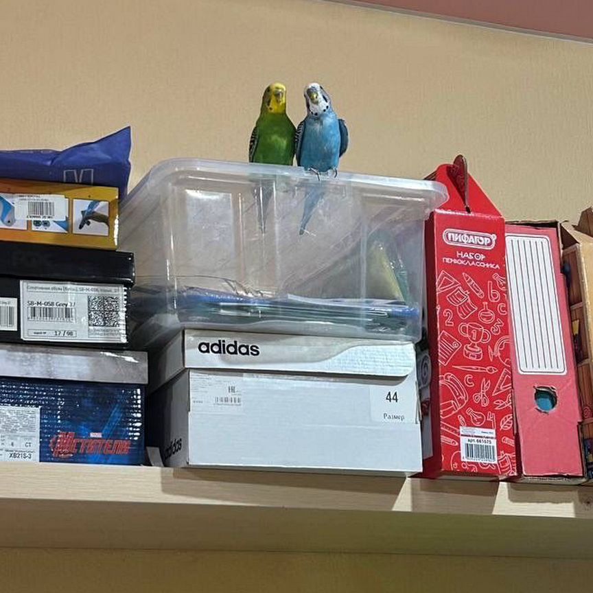 Волнистый попугай с клеткой