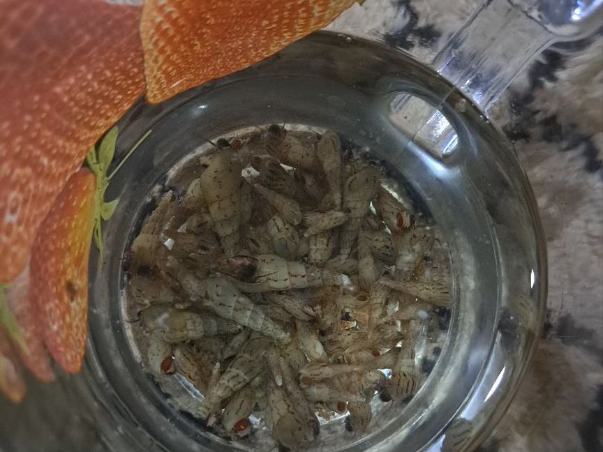 Улитки милании