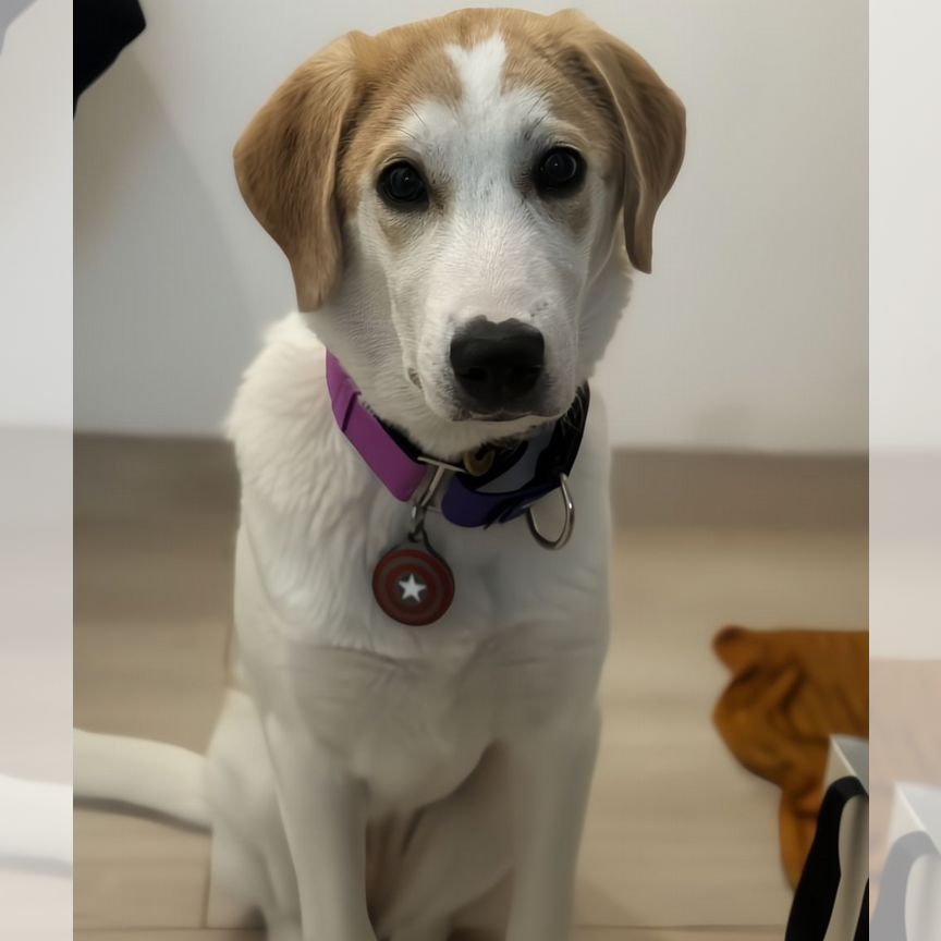 Взрослая собака в добрые руки