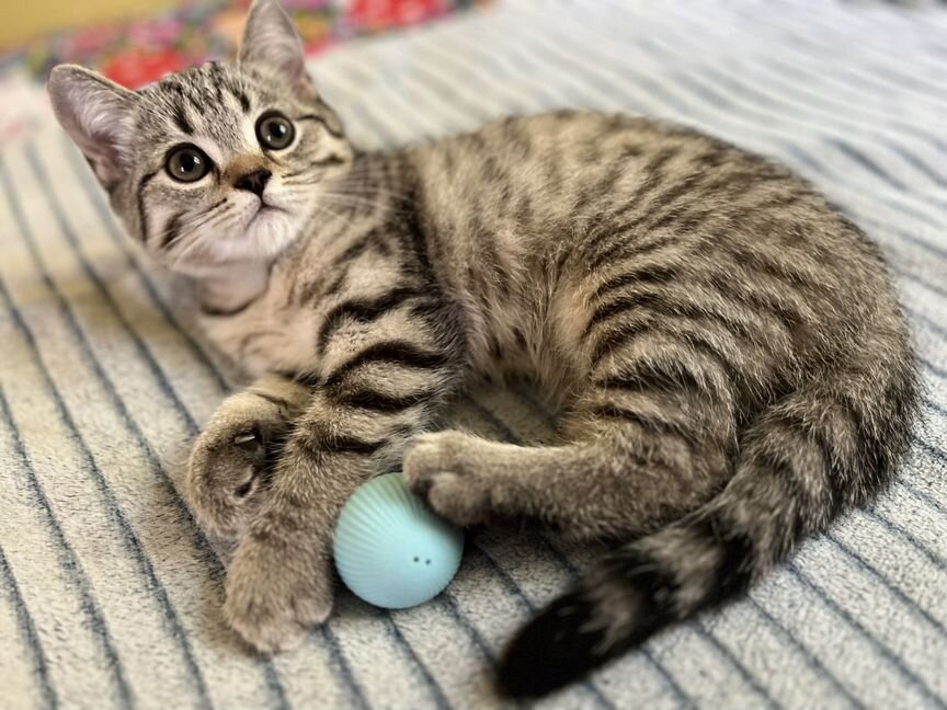 Шотландские котята скоттиш страйт