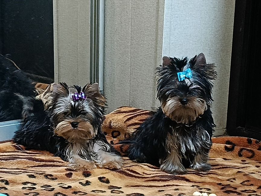 Отличные мальчишки Документы РКФ