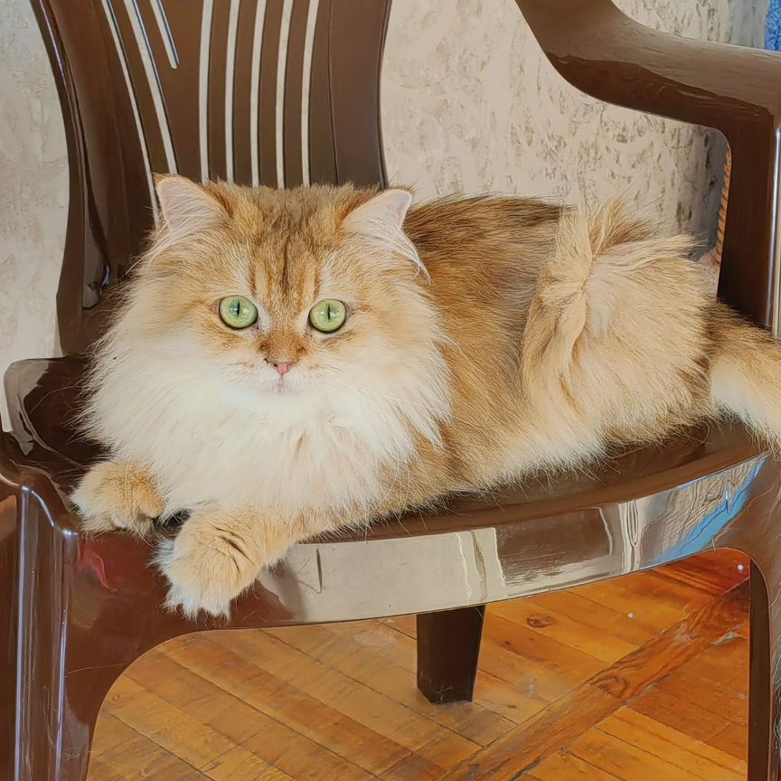 Шотландская кошечка