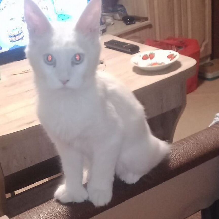 Мейн-кун котенок
